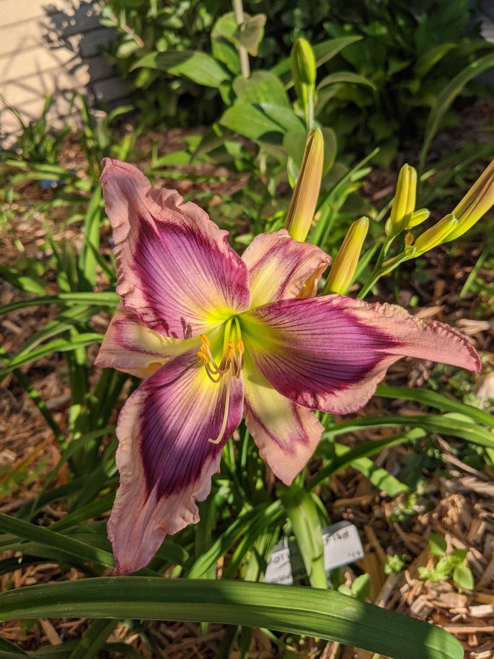 Photo of the bloom of Daylily (Hemerocallis 'Exotic Starfish') posted ...