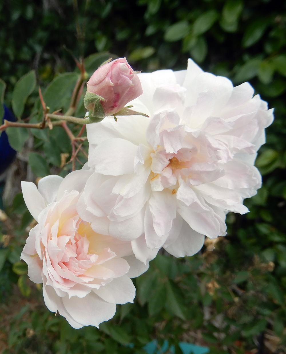 'Roseville Noisette" in the Roses forum - Garden.org