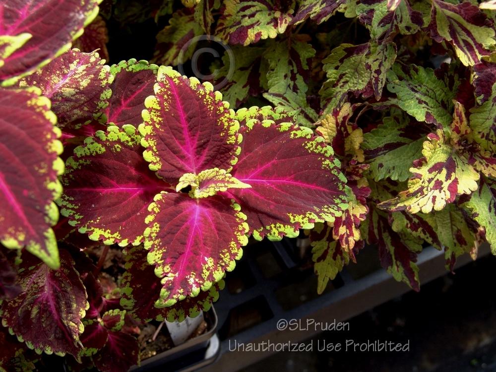 Coleus (Coleus scutellarioides 'Violet Tricolor') in the Coleus ...