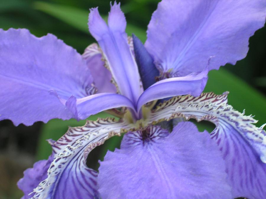 Photo of the bloom of Species Iris (Iris tectorum) posted by jathton ...