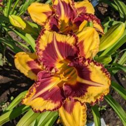 Daylily (Hemerocallis 'First Encounter') in the Daylilies Database - Garden.org