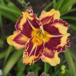 Daylily (Hemerocallis 'First Encounter') in the Daylilies Database - Garden.org
