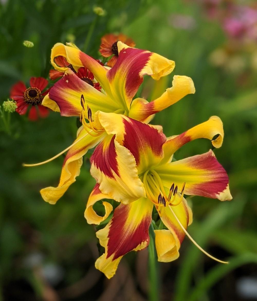 Daylilies: Plant Care and Collection of Varieties - Garden.org