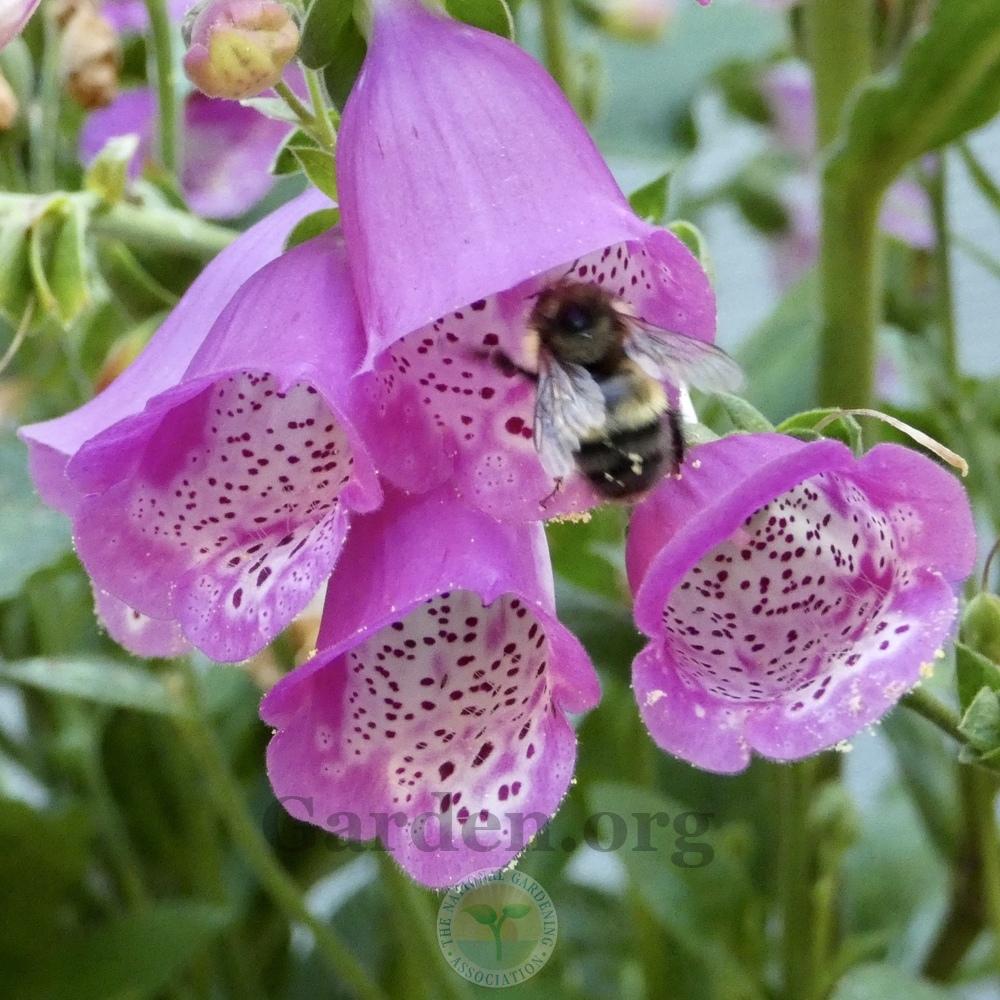 Foxgloves: Plant Care and Collection of Varieties - Garden.org