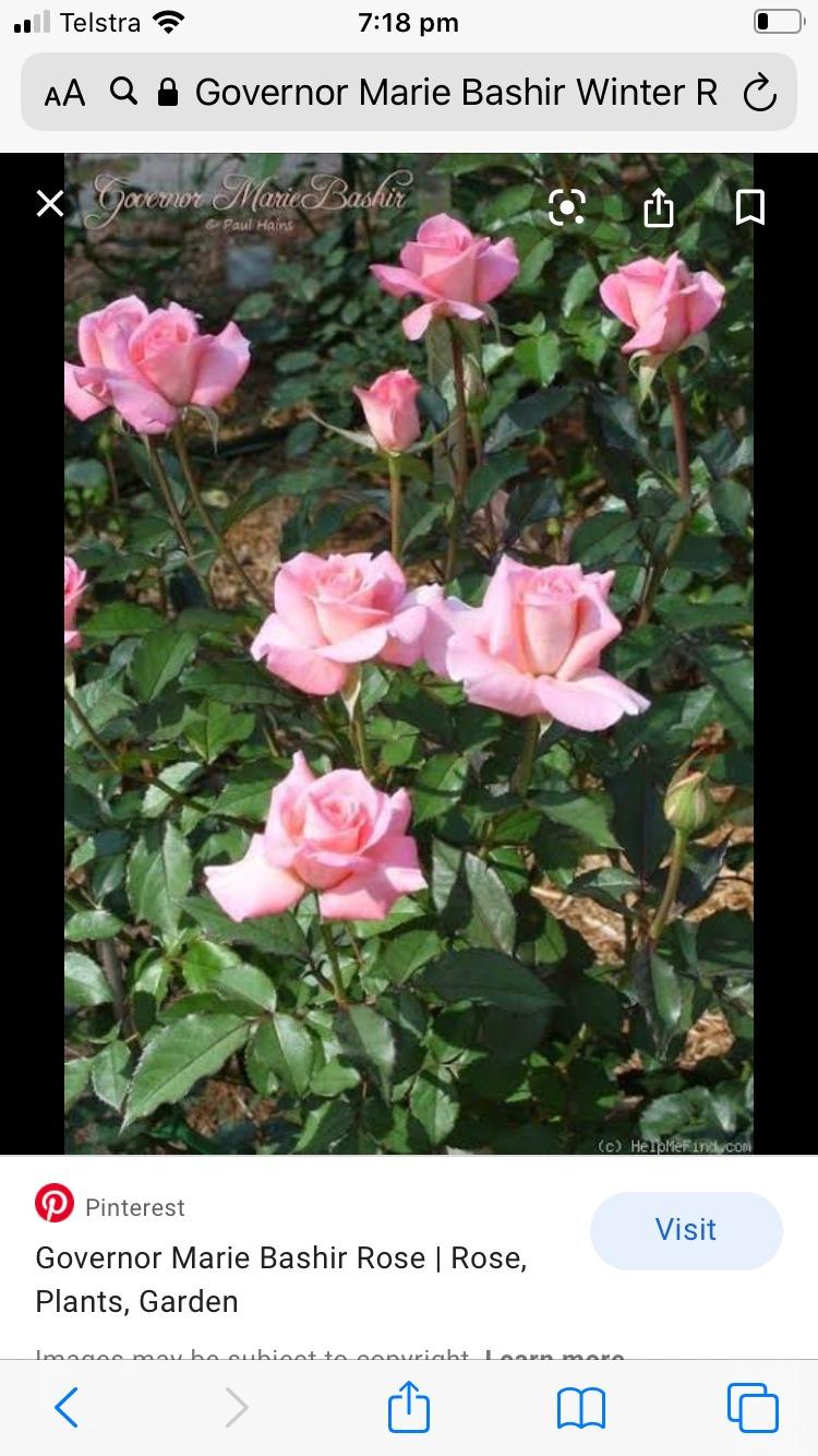 Rose curling leaves in the Roses forum - Garden.org