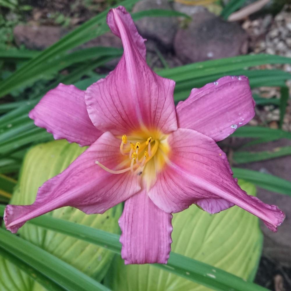 Photo of the bloom of Daylily (Hemerocallis 'Summer Wine') posted by ...