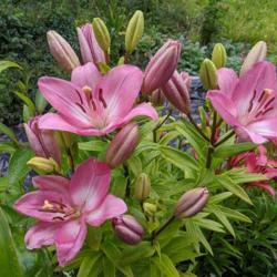 Photo of the bloom of Lily (Lilium 'Albufeira') posted by BUGGYCRAZY ...