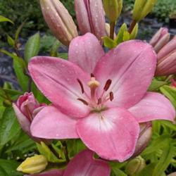 Photo of the bloom of Lily (Lilium 'Albufeira') posted by BUGGYCRAZY ...