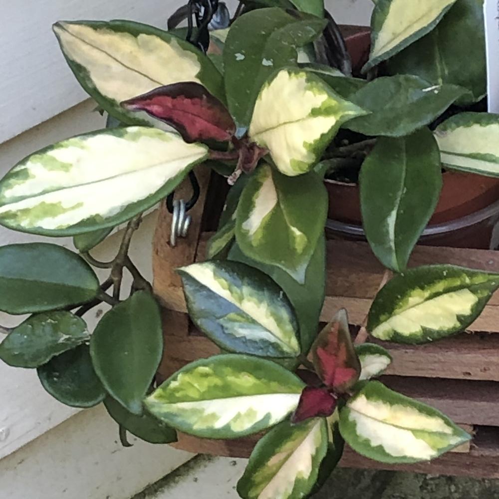 Photo of the leaves of Krimson Princess Hoya (Hoya carnosa 'Rubra ...