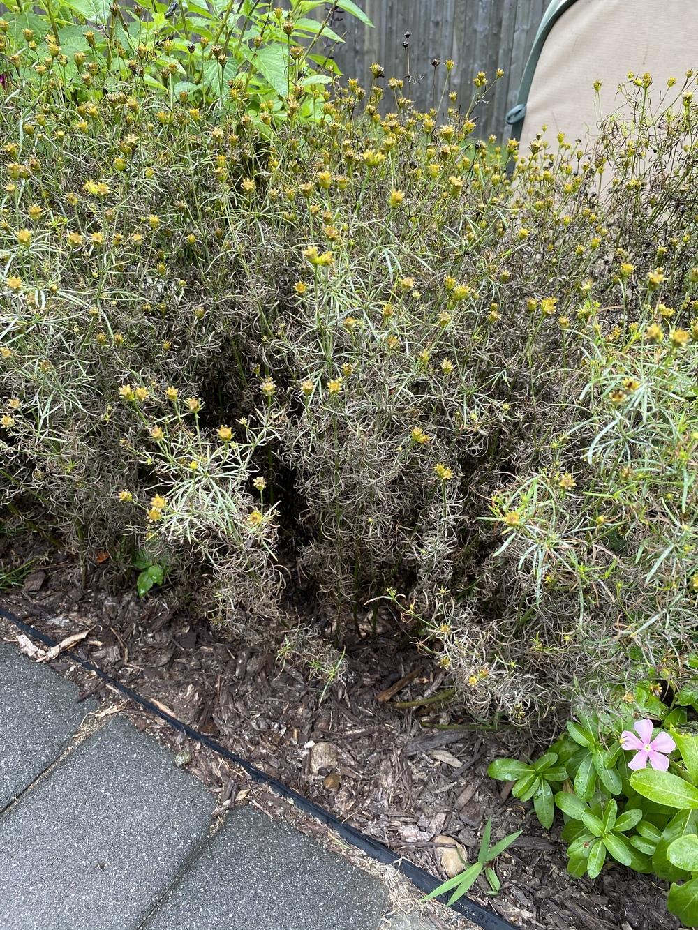 Zagreb Coreopsis Powdery Mildew in the Ask a Question forum - Garden.org