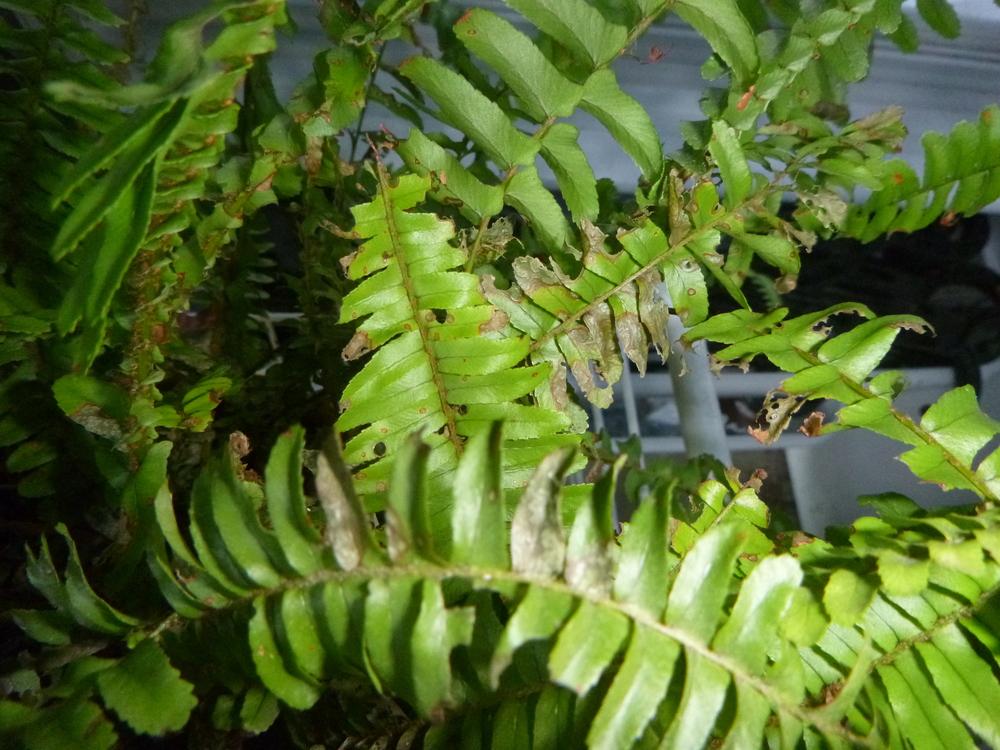 Sick Jesters Crown Fern in the Ferns forum - Garden.org