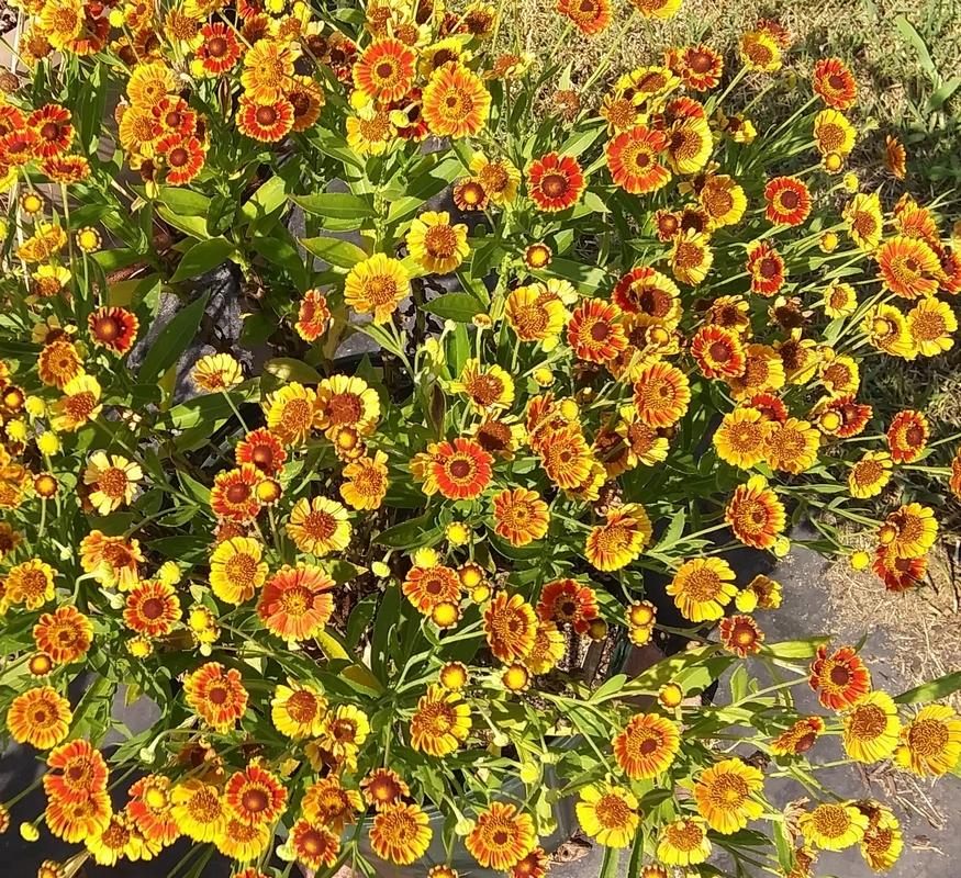 Photo of the bloom of Sneezeweed (Helenium autumnale Mariachi™ Fuego ...