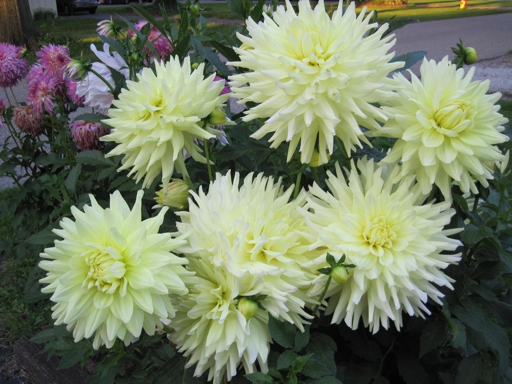 Dahlia 'Ivory Palaces' in the Dahlias Database - Garden.org