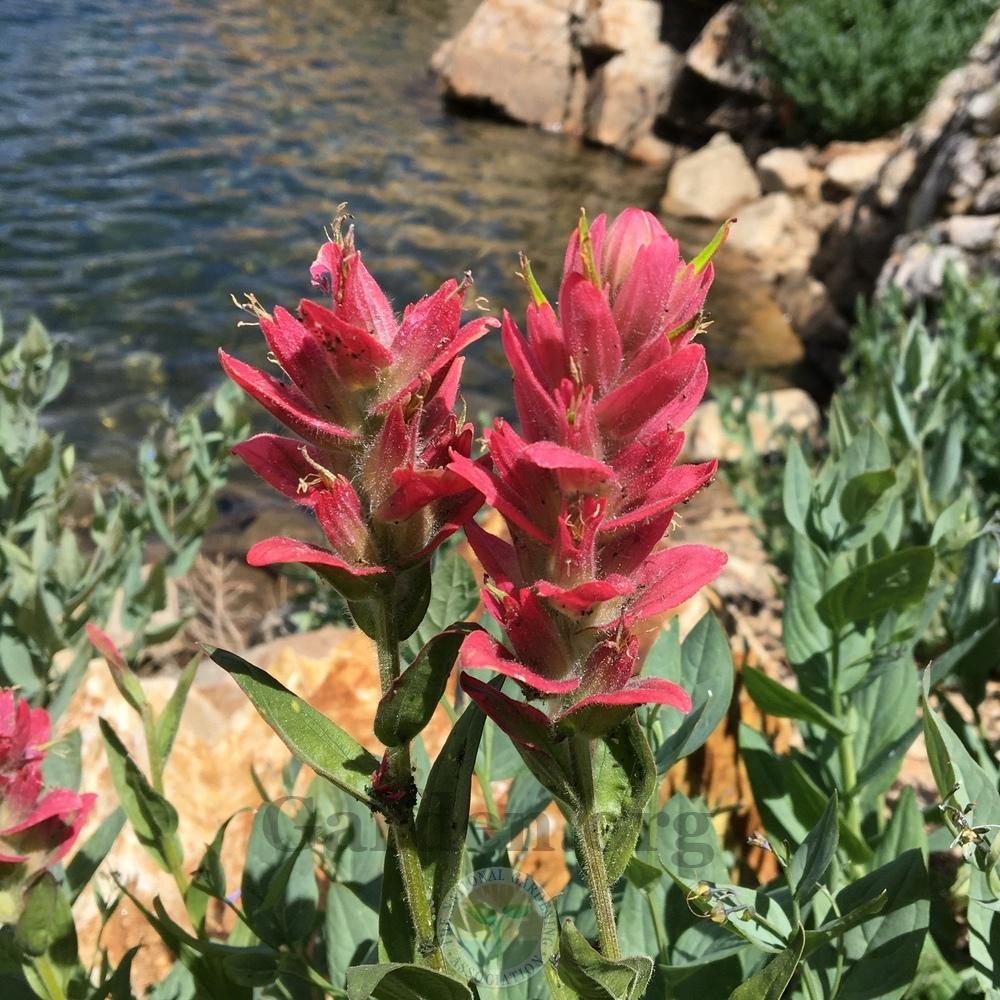 Alpine Paintbrush (Castilleja rhexifolia) - Garden.org
