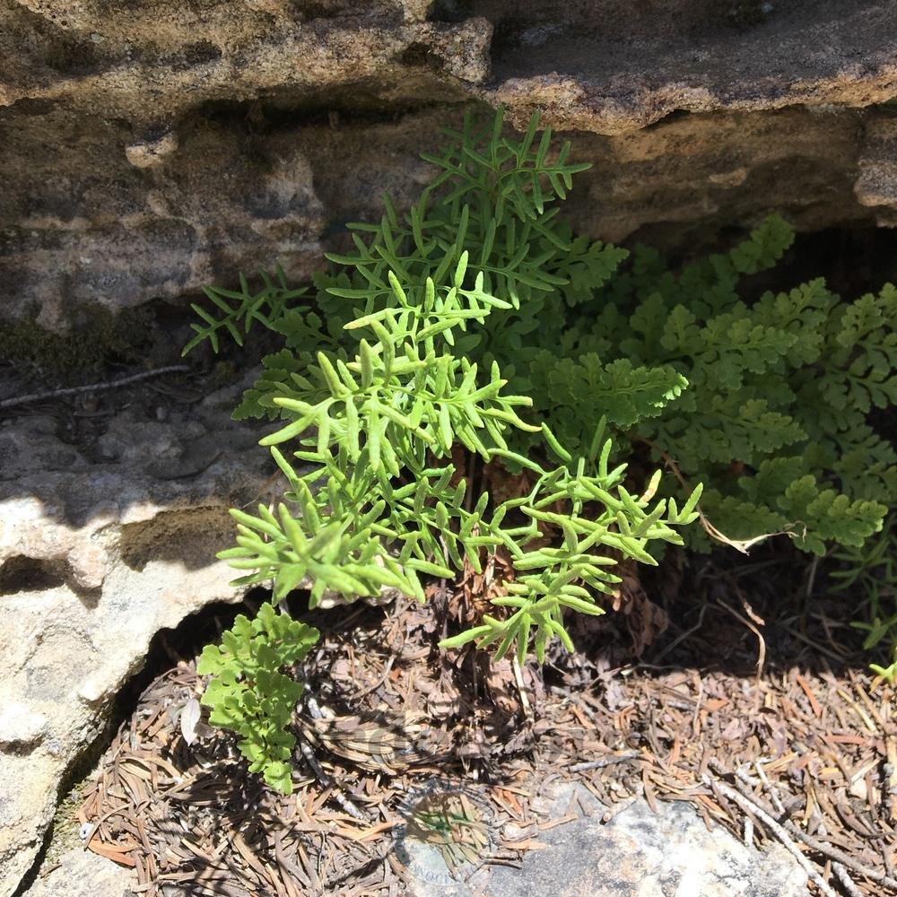 American Parsley Fern (Cryptogramma acrostichoides) - Garden.org