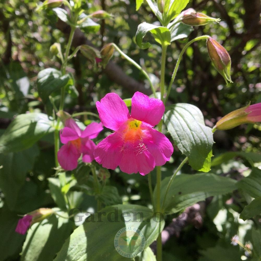 Pink Monkey Flower (Erythranthe lewisii) - Garden.org