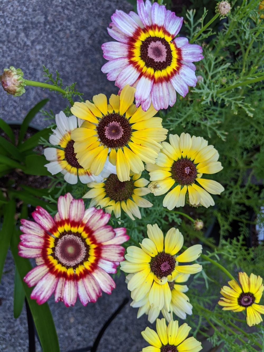 Painted Daisy (Ismelia carinata 'Merry Mix') - Garden.org