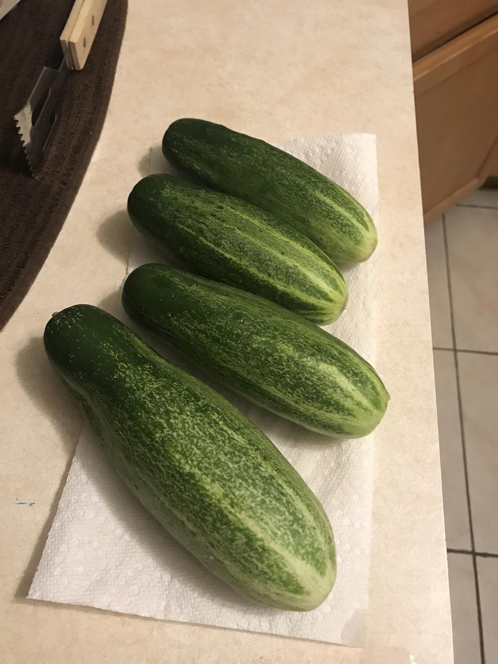 Cucumber (Cucumis sativus 'Spacemaster') in the Cucumbers Database ...