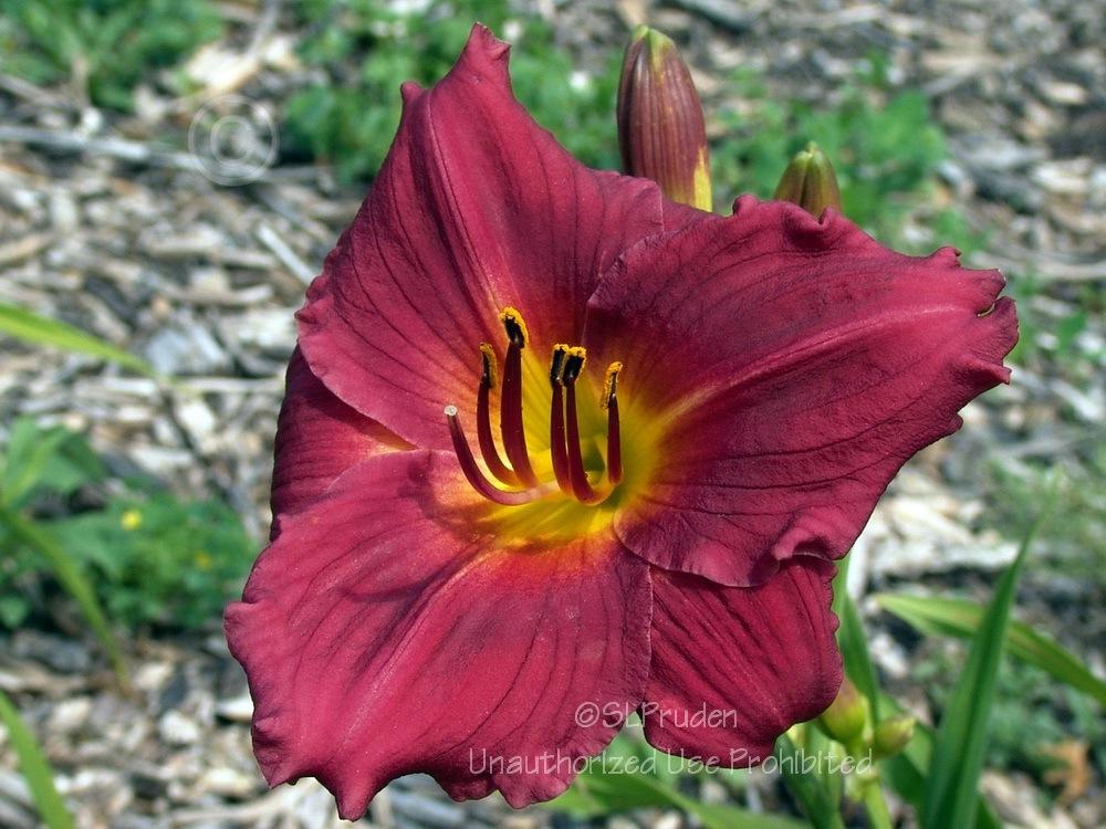 Daylily (Hemerocallis 'Siloam Red Ruby') in the Daylilies Database ...
