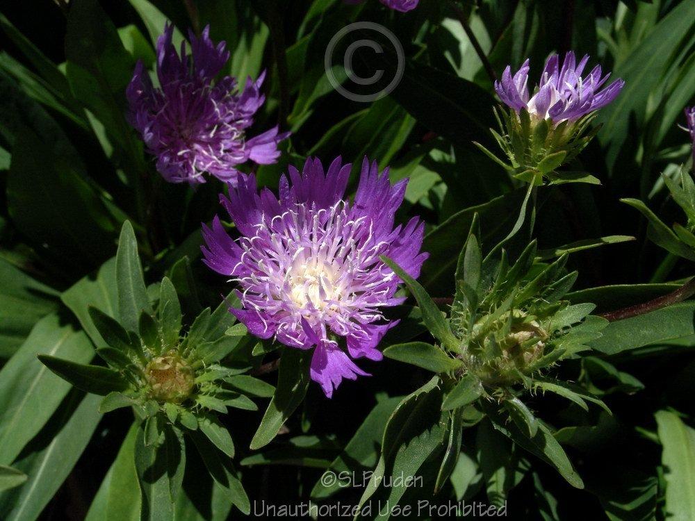 Photo of the bloom of Stokes' Aster (Stokesia laevis 'Klaus Jelitto ...