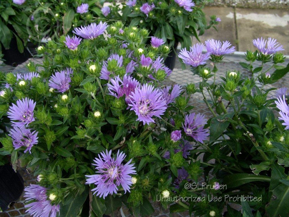 Photo of the bloom of Stokes' Aster (Stokesia laevis 'Peachie's Pick') posted by DaylilySLP ...