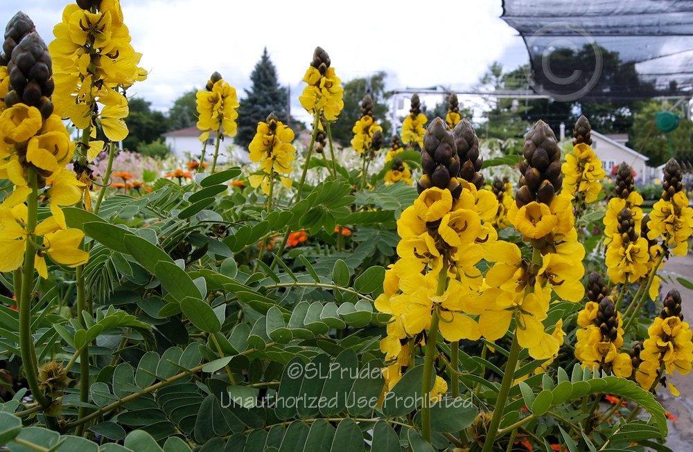 Photo of the entire plant of Popcorn Cassia (Senna didymobotrya) posted ...