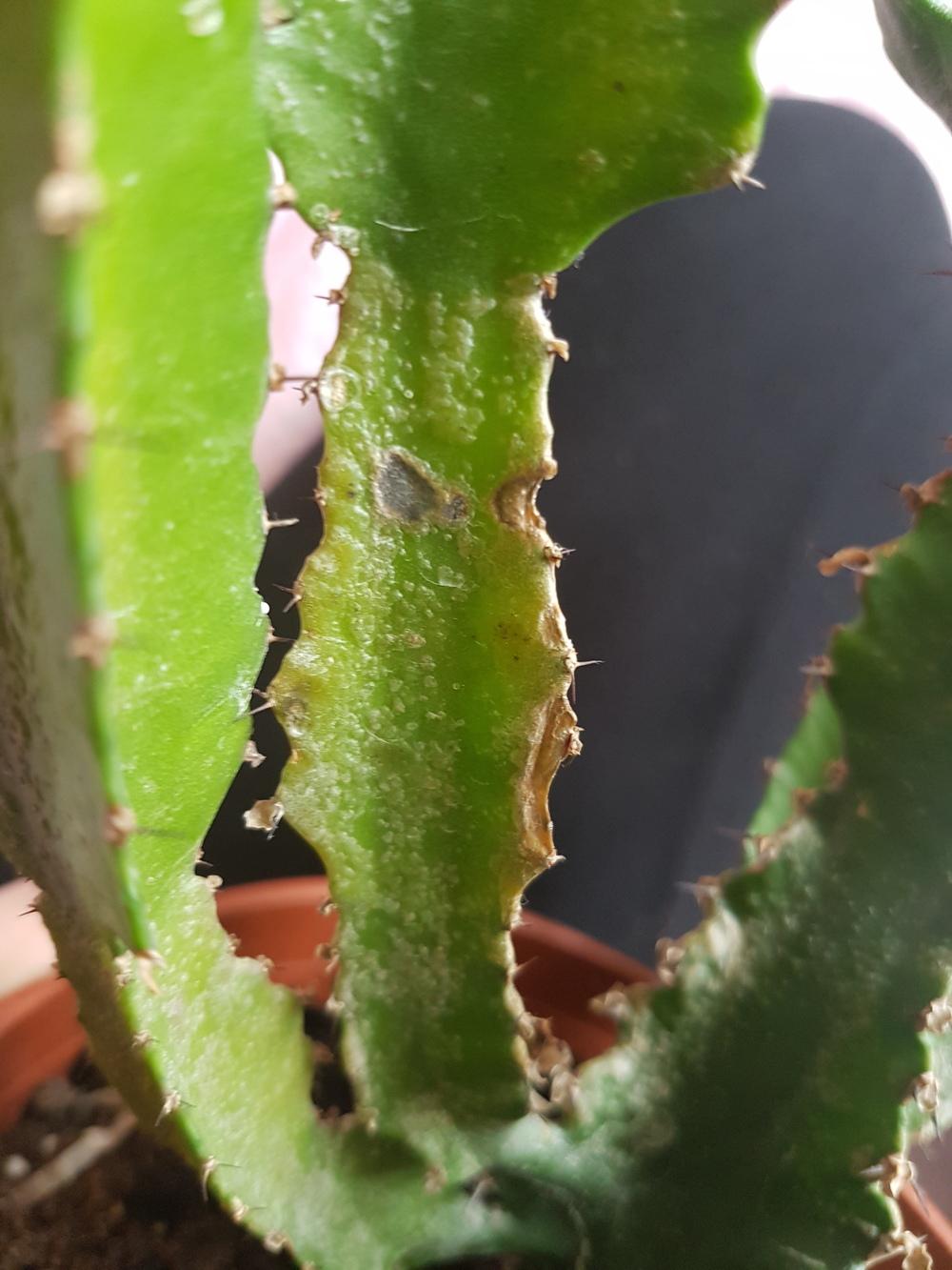 Tiny bumps on cactus in the Houseplants forum - Garden.org