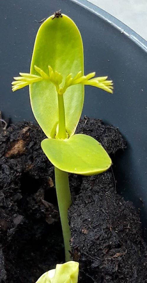 Could you identify this sprout? in the Plant ID forum - Garden.org