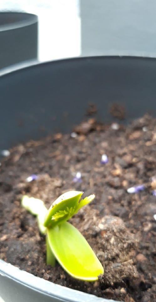 Could you identify this sprout? in the Plant ID forum - Garden.org