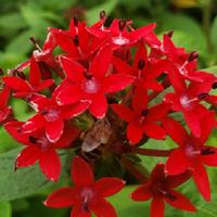 Photo of the bloom of Pentas (Pentas lanceolata 'Red') posted by ...