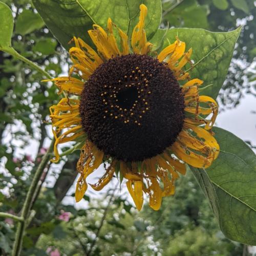 Sunflower (Helianthus annuus 'Hopi Black Dye') in the Sunflowers ...
