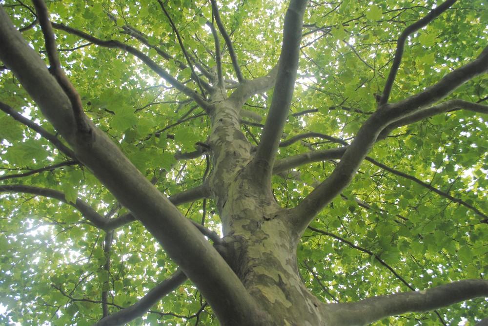 London Planetree (Platanus x hybrida 'Bloodgood') - Garden.org