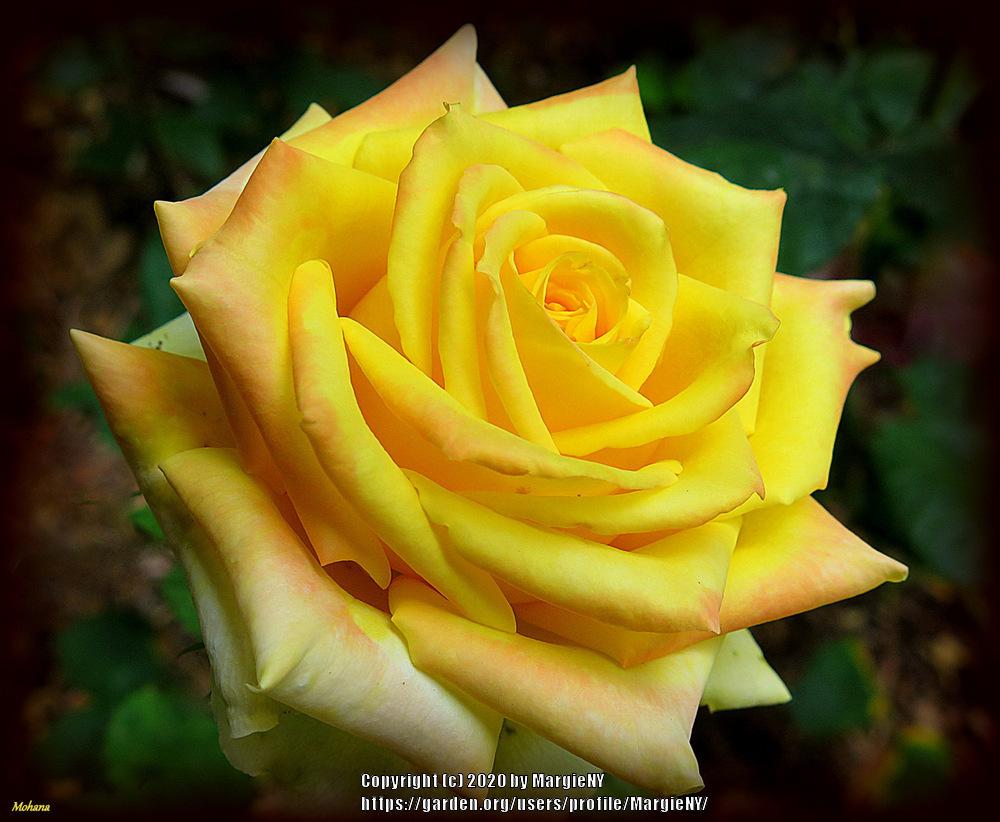 Rose (Rosa 'Mohana') in the Roses Database - Garden.org