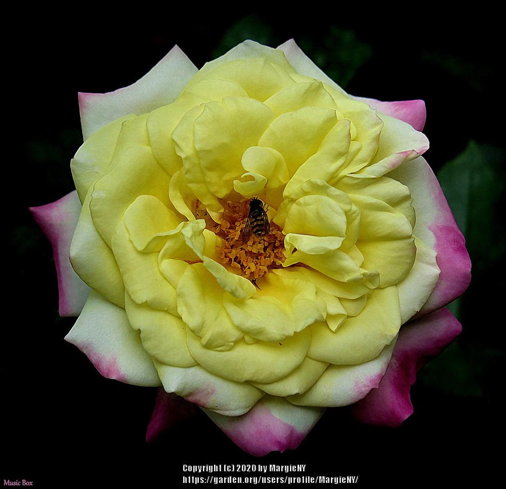 Photo of the bloom of Rose (Rosa 'Music Box') posted by MargieNY ...