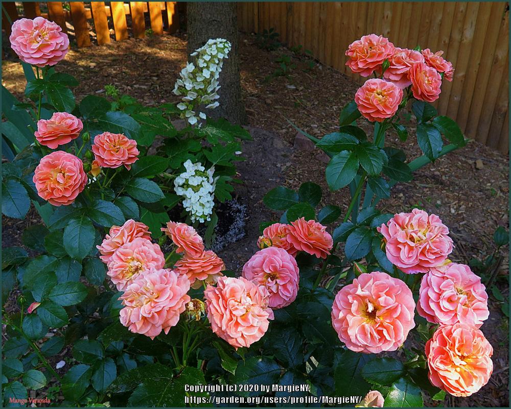 Photo of the entire plant of Rose (Rosa 'Mango Veranda') posted by ...