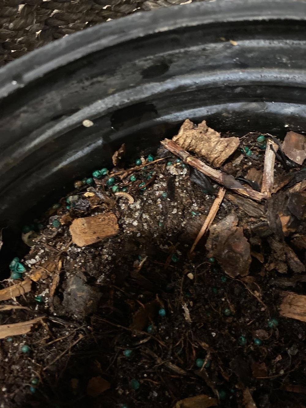 Worms in Fiddle 🤢 in the Ask a Question forum - Garden.org