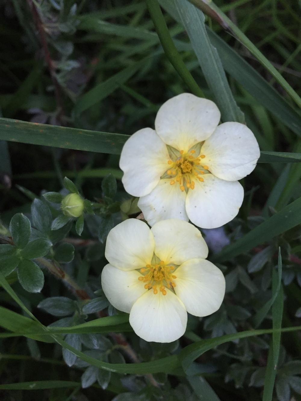 Shrubby Cinquefoil (Dasiphora fruticosa 'Primrose Beauty') - Garden.org