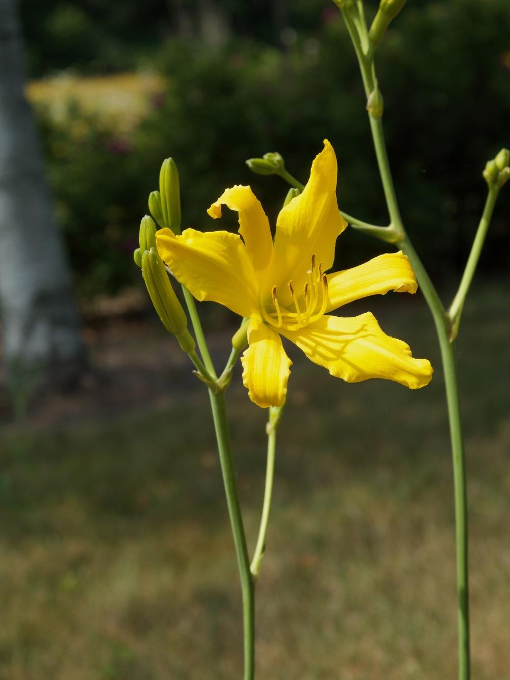 Tall Daylily Blooms and Clumps, 2020 in the Daylilies forum - Garden.org