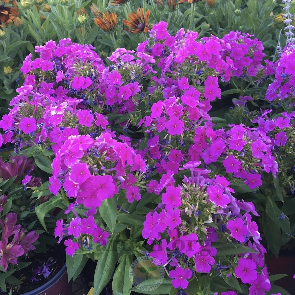 Garden Phlox (Phlox paniculata Flame™ Purple Improved) in the Phloxes ...