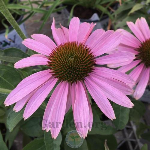 Coneflower (Echinacea purpurea Prairie Splendor™ Compact Rose) in the ...