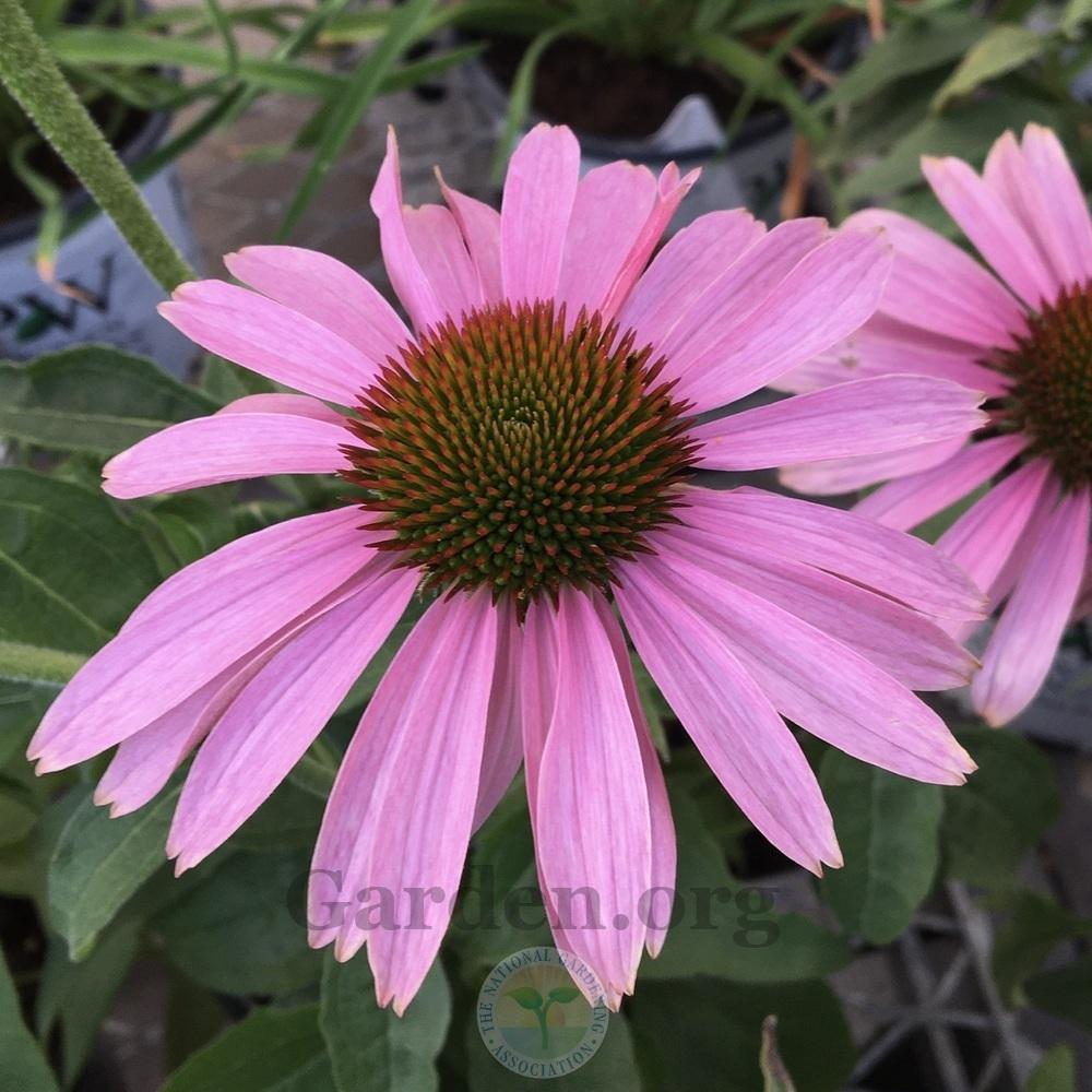 Coneflower (Echinacea purpurea Prairie Splendor™ Compact Rose) in the ...