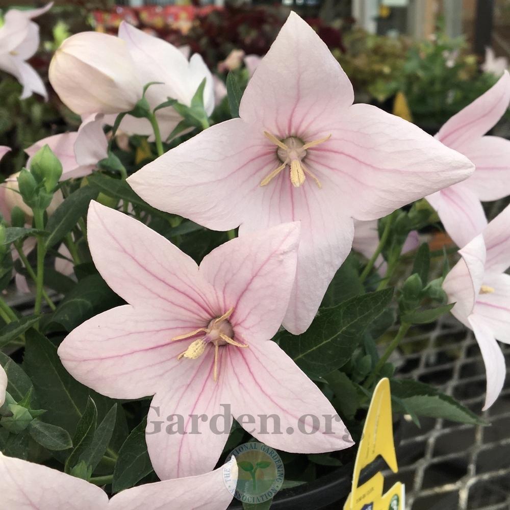 Balloon Flower (Platycodon grandiflorus Pop Star™ Pink) in the ...