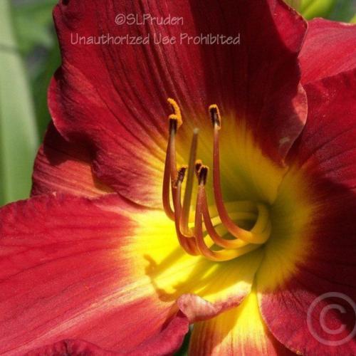 Daylily (Hemerocallis 'Scarlet Orbit') in the Daylilies Database - Garden.org