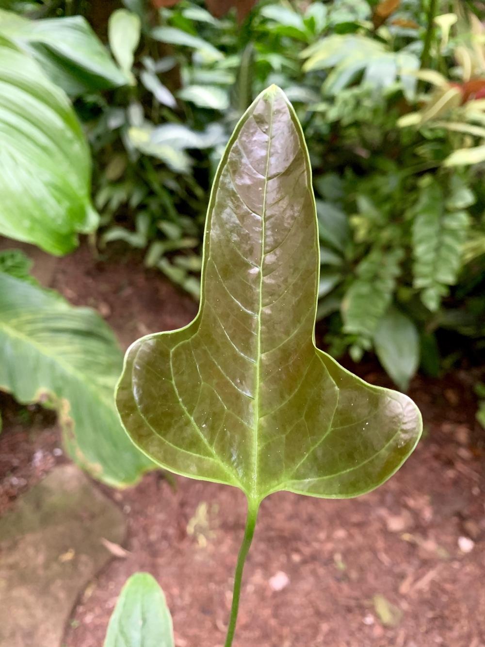 Anthuriums: Plant Care and Collection of Varieties - Garden.org