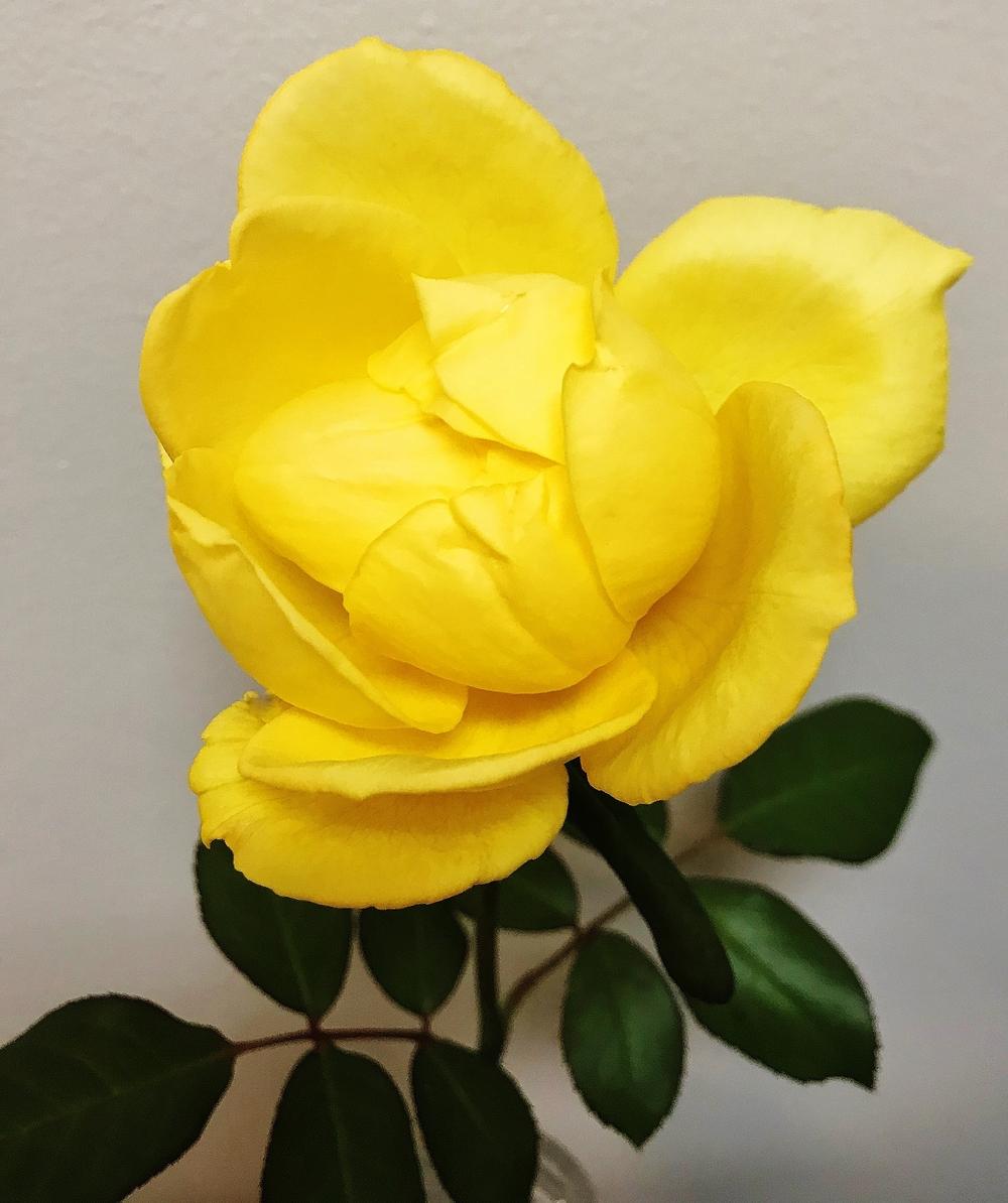 Rose (Rosa 'Radiant Perfume') in the Roses Database - Garden.org