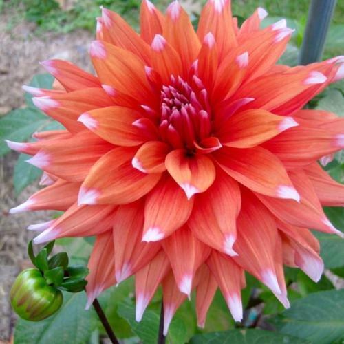 Dahlia 'Color Spectacle' in the Dahlias Database - Garden.org