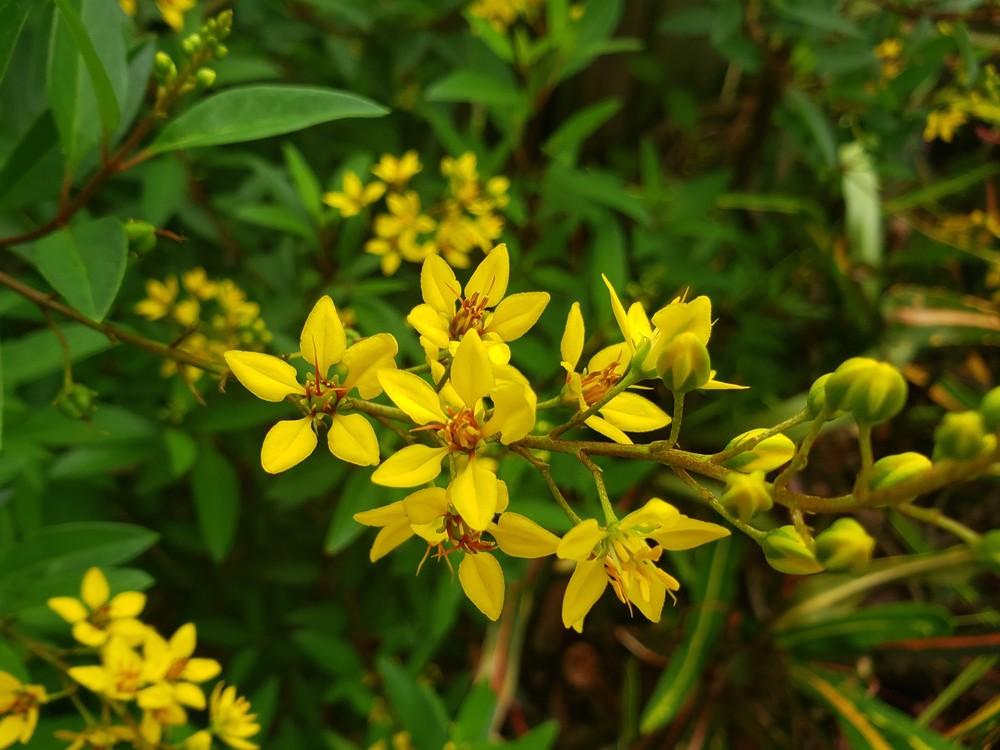 Thryallis (Galphimia gracilis) - Garden.org