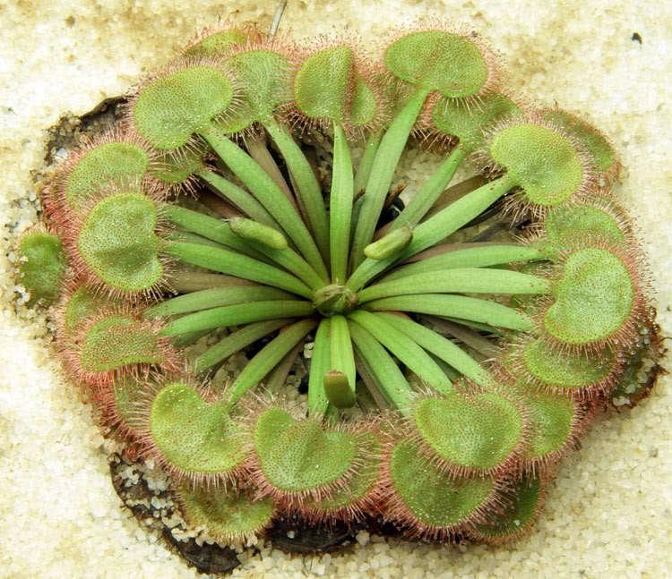 Photo of the entire plant of Sundew (Drosera falconeri) posted by ...