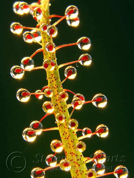 Thread Leaf Sundew (Drosera filiformis) - Garden.org