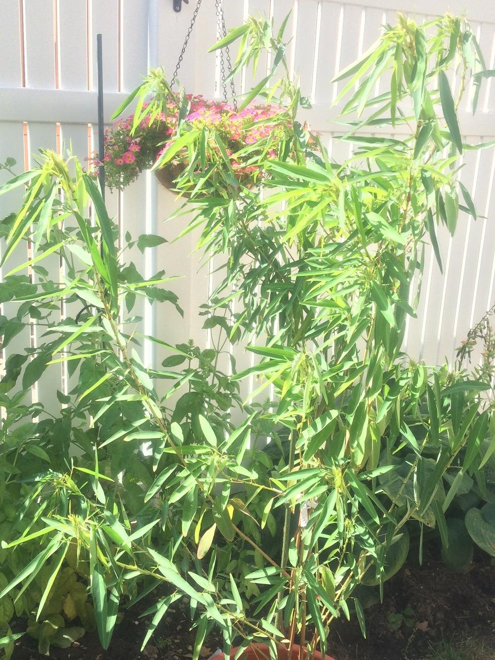 Photo of the entire plant of Telegraph Plant (Codariocalyx motorius ...